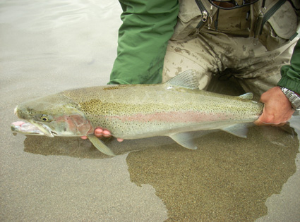 30 Inch Rainbow Trout