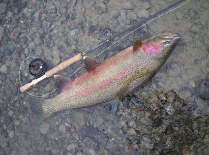 30 Inch Rainbow Trout