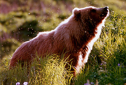 Karluk River, Kodiak Island, Alaska