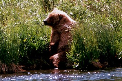 Karluk River, Kodiak Island, Alaska