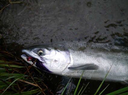 The Situk River 2010