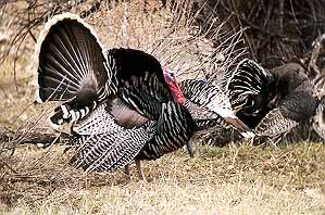 2001 TURKEY PHOTOGRAPHS