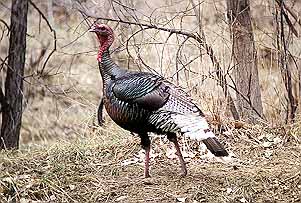 2001 TURKEY PHOTOGRAPHS