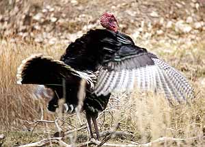 2001 TURKEY PHOTOGRAPHS