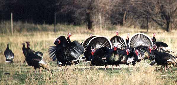 2001 TURKEY PHOTOGRAPHS