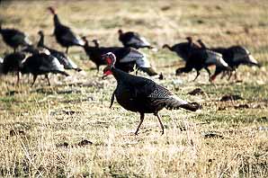 2001 TURKEY PHOTOGRAPHS