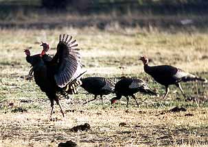 2001 TURKEY PHOTOGRAPHS