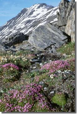 Skiing, Snowboarding, Helicopter Adventures from Tsaina Lodge Alaska