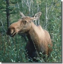 Skiing, Snowboarding, Helicopter Adventures from Tsaina Lodge Alaska